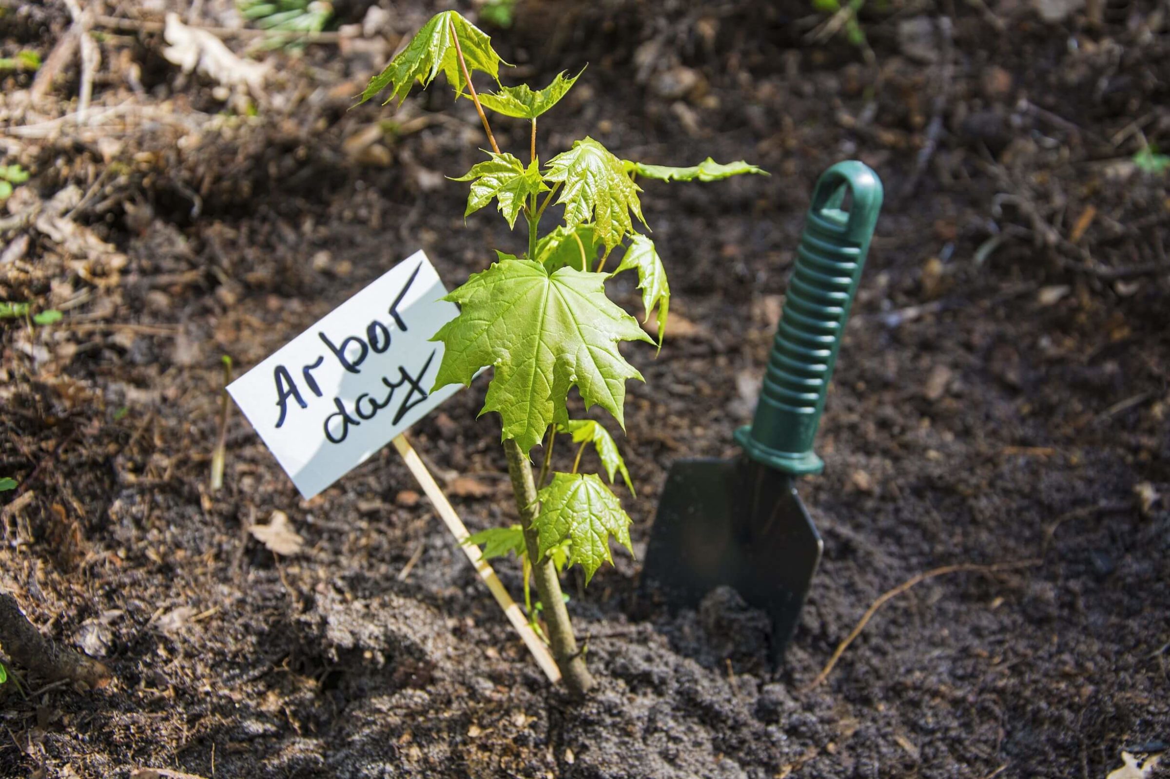 How to Incorporate Arbor Day into Your Classroom - TeachHUB