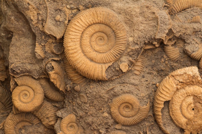 Fossil Exploration and Creation - TeachHUB