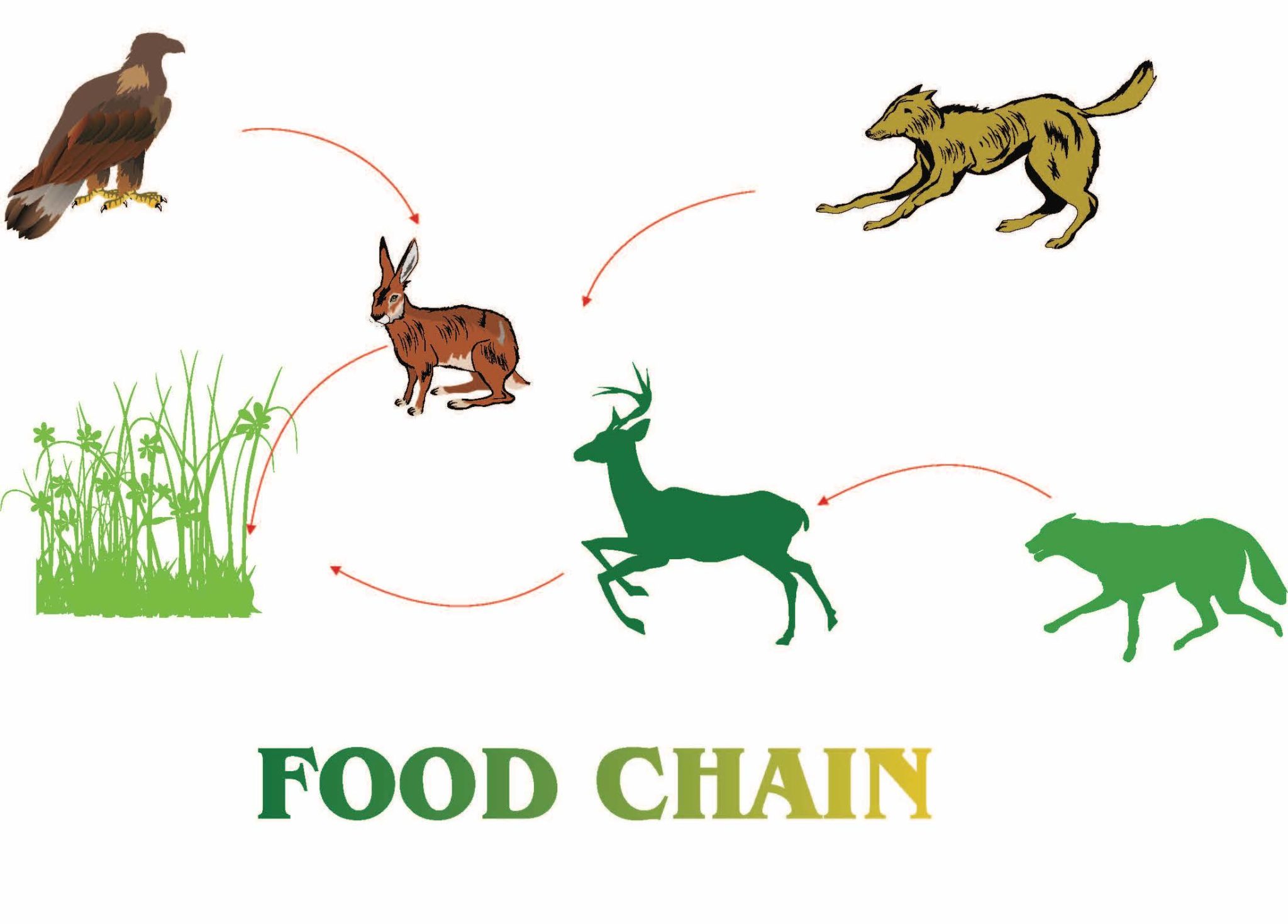 Food Chains & Food Webs - TeachHUB